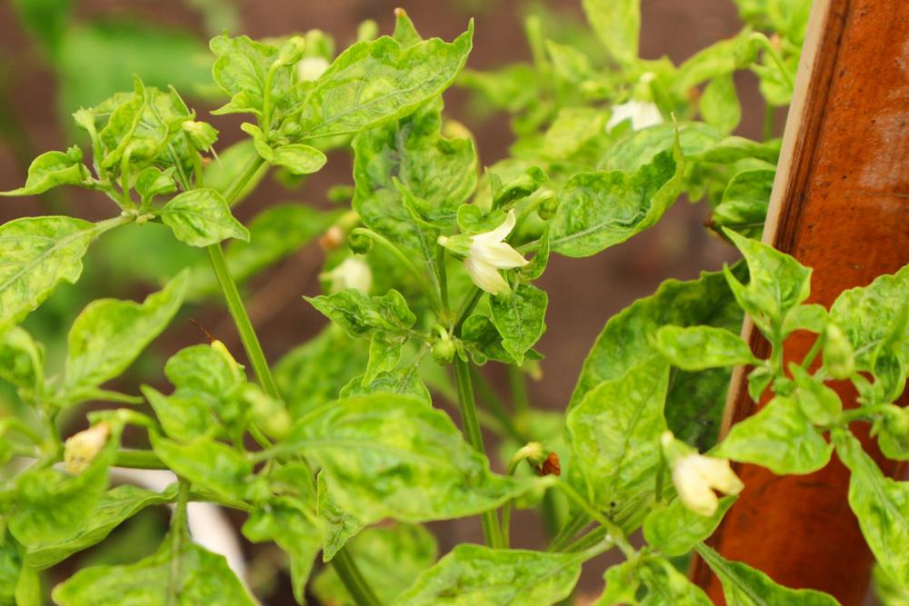 Thai Chili, Bird's Eye Chili Pepper, Thai Dragon Peppers, African Devil ...
