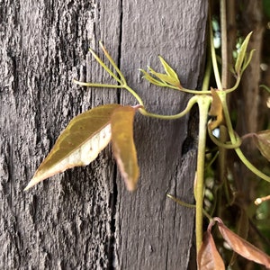 Cat's-claw, Catclaw-creeper, Catclaw-trumpet, Funnel-creeper or ...