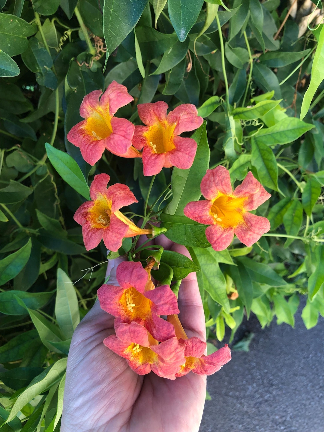 Tangerine Beauty Crossvine, Bignonia Capreolata, Crossvine, Trumpet ...