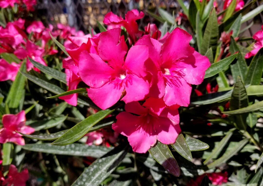 Dark Pink Oleander, Rosebay, Nerium Oleander, Rose Laurel, Dog Bane ...