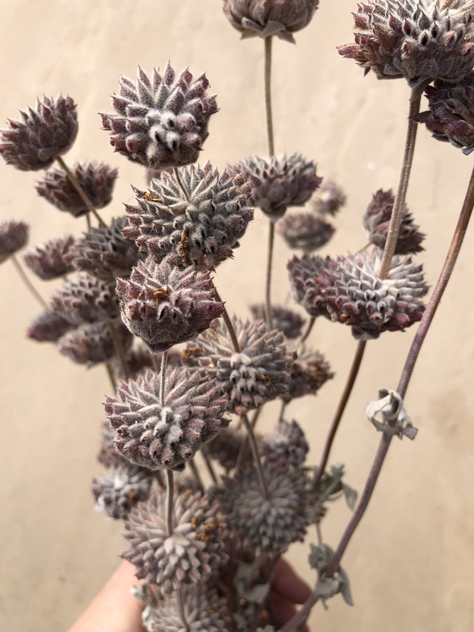 Cleveland Sage or Salvia Clevelandii (10 Seeds) the Fragrant Sage, Blue ...