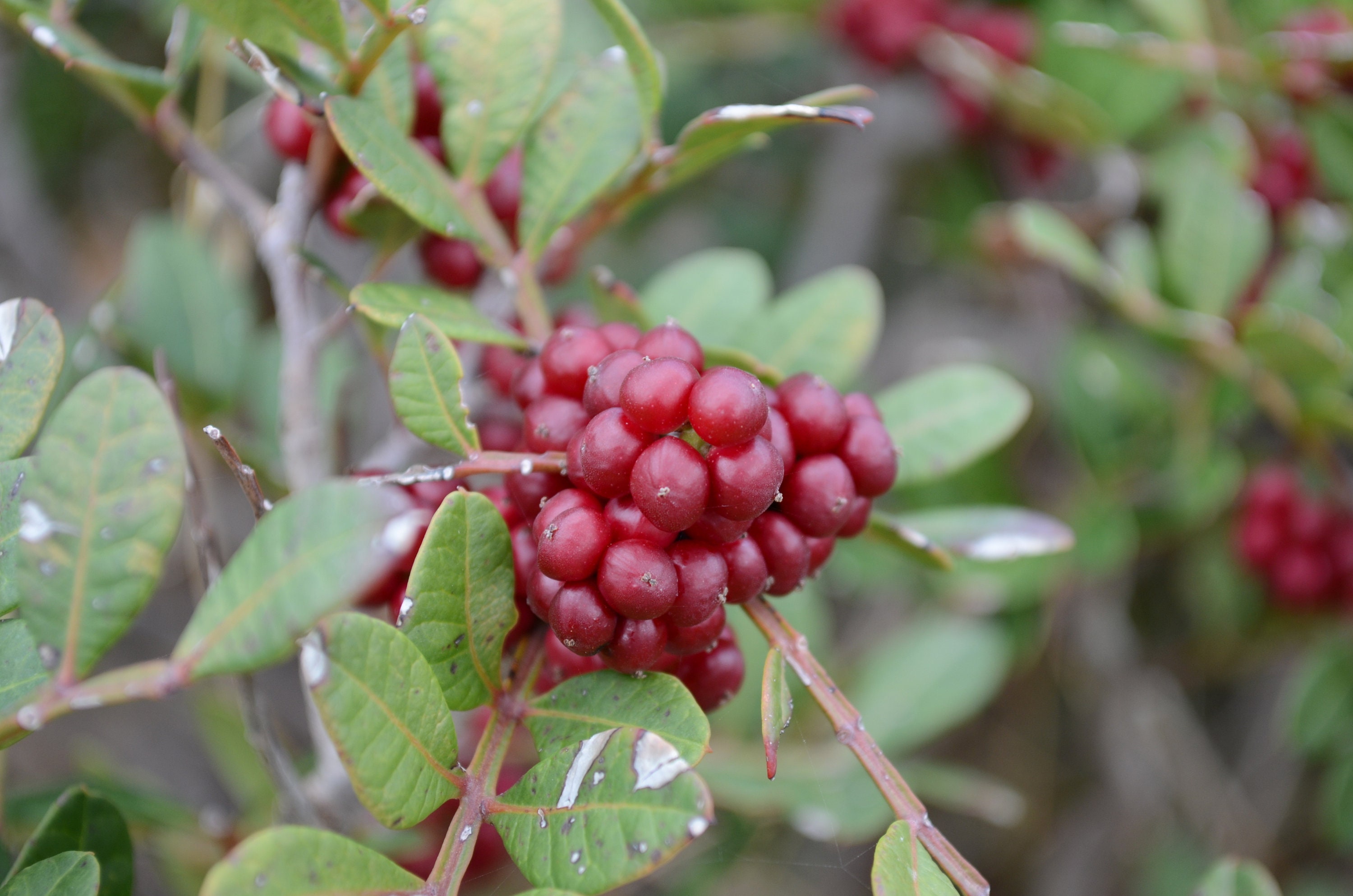 Mastic Pistacia Lentiscus Organic Hand Collected 10 Seeds - Etsy