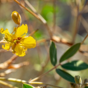 Desert Senna, Coues Senna, Rattleweed, Rattlebox, Dais, or Cove Senna ...