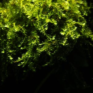 Vesicularia Ferriei Weeping Moss Freshwater Aquarium Aquatic Plant ...