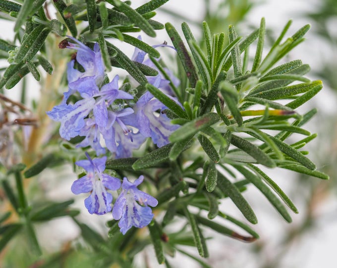 Trailing Rosemary, Rosmarinus Officinalis, Creeping Rosemary, Prostrate ...
