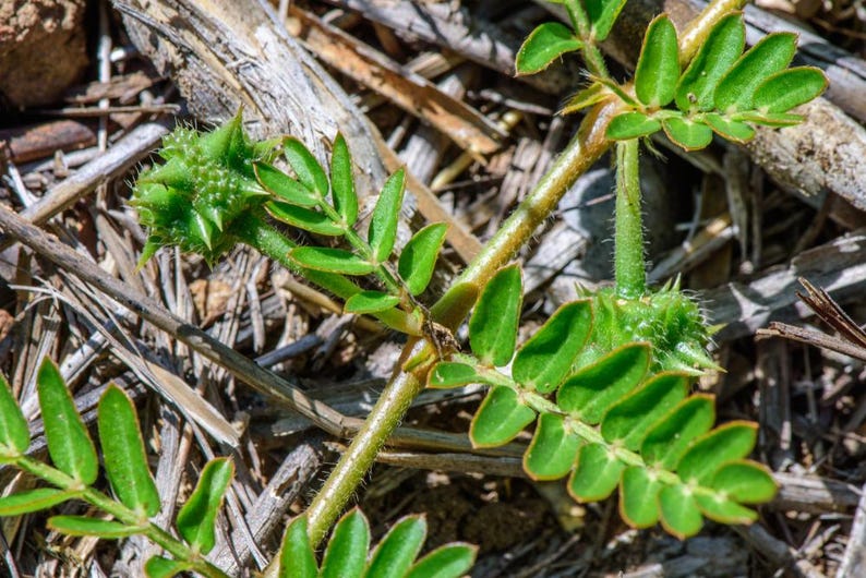 Goats Head Thorns, Goathead, Tribulus Terrestris, Bindii, Puncturevine ...
