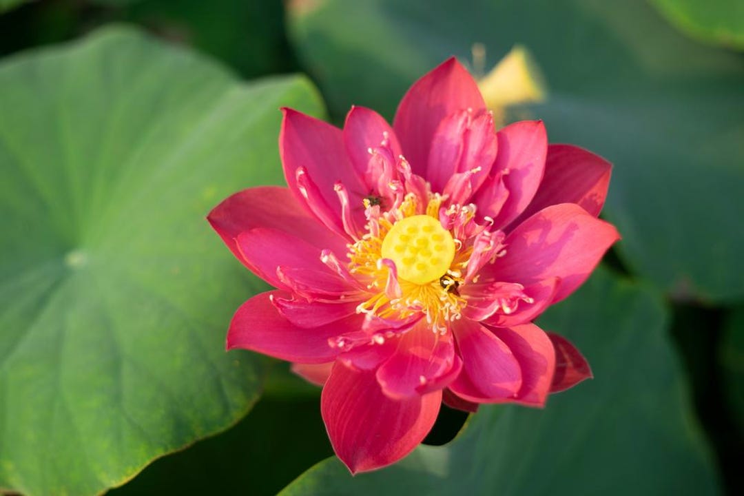 Scarlet Lady Lotus Asian Water Lotus, Lotus Tuber - Etsy