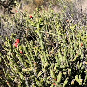 Christmas Cholla, Pencil Cactus, Tasajillo or Cylindropuntia ...