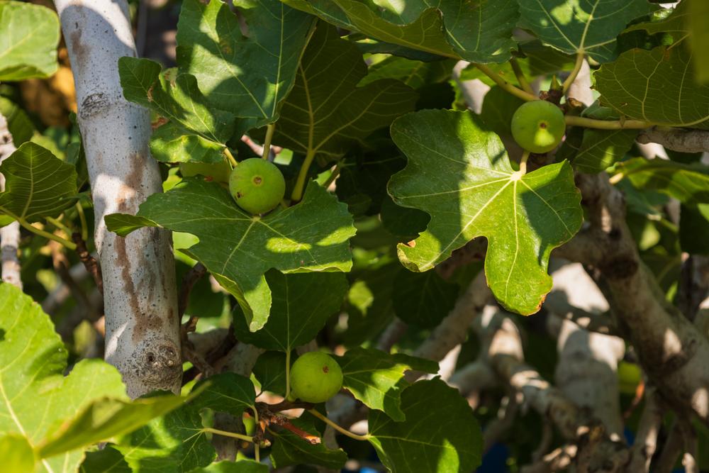 Organic Jancie Seedless White Fig Tree Cuttings for Rooting 6 Stems ...