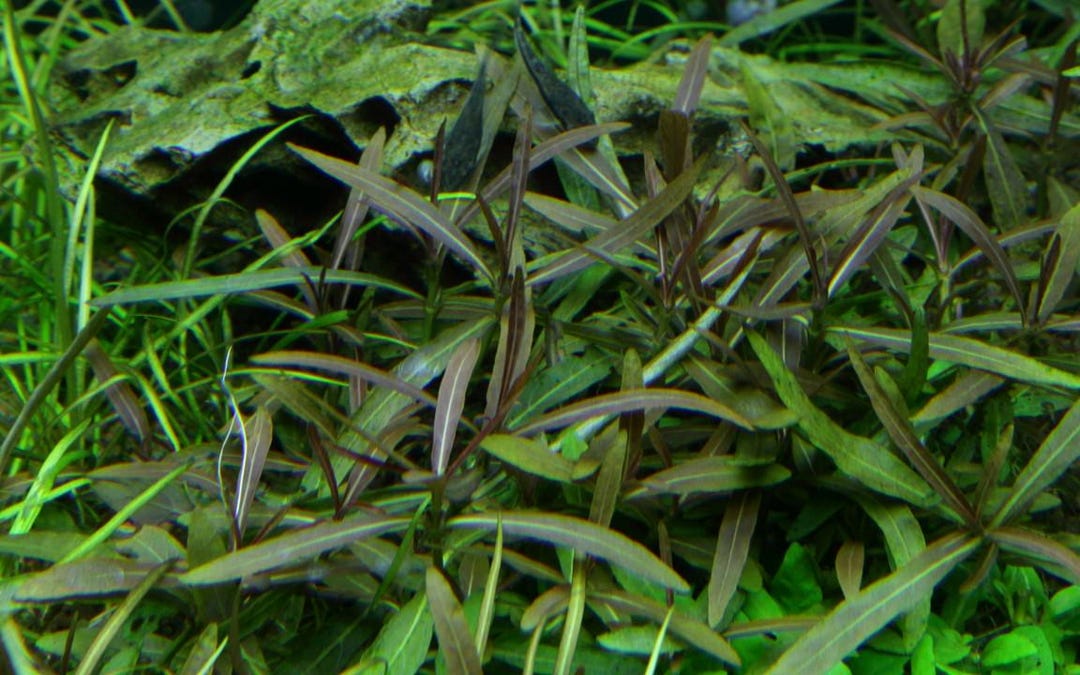Hygrophila Lancea "araguaia" Sharp Leaf Bunched Freshwater Aquatic ...