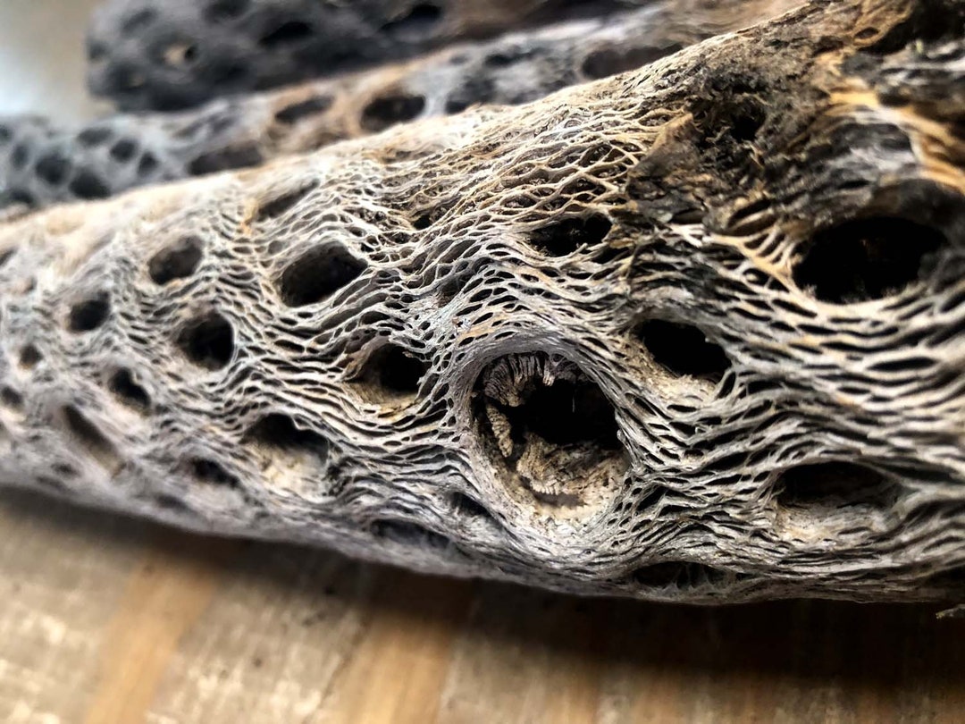 Cholla Dried Cactus Wood Small Size Pieces for Art Display, Southwest ...