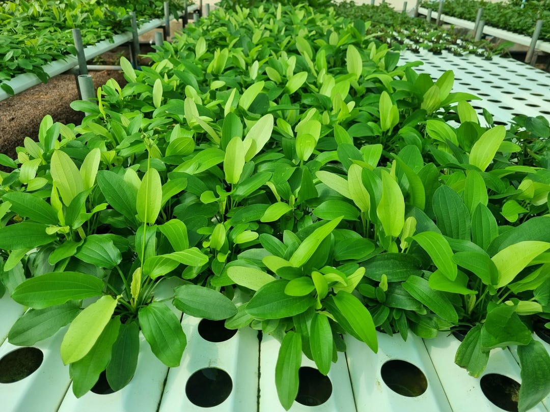 Compacta Amazon Sword Echinodorus Bleheri Aquarium Plant 3 Pack - Etsy