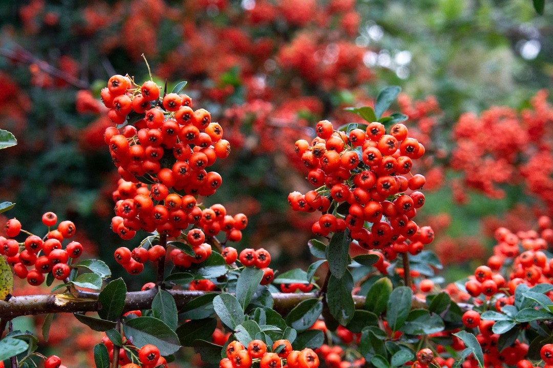 Scarlet Firethorn, Egyptian Thorn, Everlasting Thorn, Firebush ...