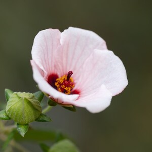 Spearleaf Swamp Mallow, Pavonia Hastata, Flowing Shrub, 10 Seeds - Etsy