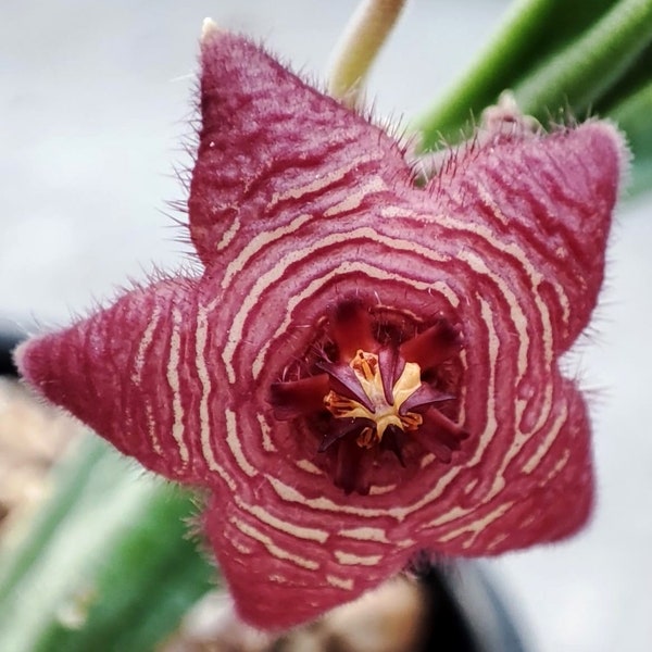 Starfish Cactus - Etsy