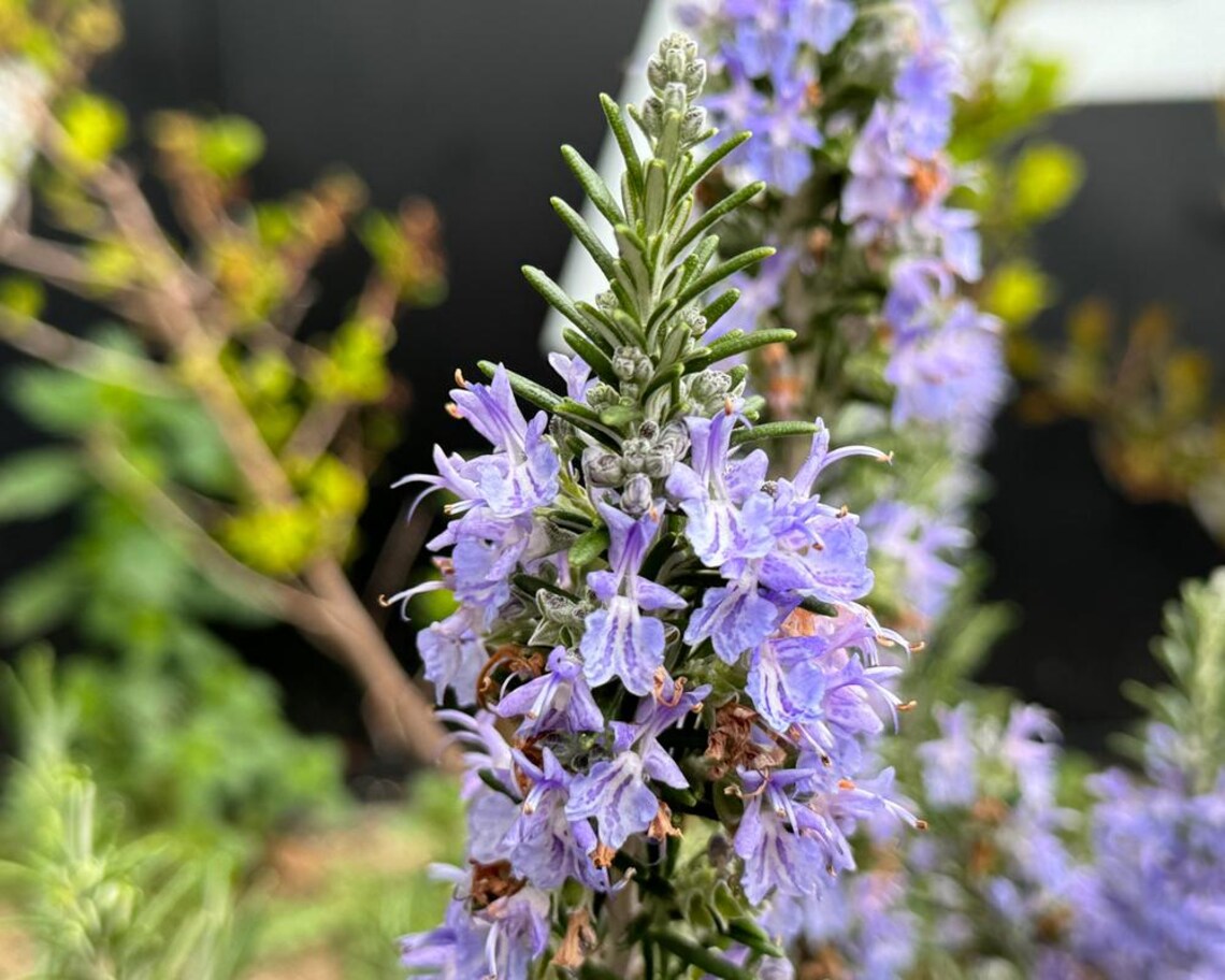 Trailing Rosemary, Rosmarinus Officinalis, Creeping Rosemary, Prostrate ...