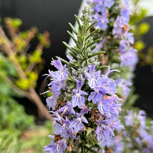 Trailing Rosemary, Rosmarinus Officinalis, Creeping Rosemary, Prostrate ...