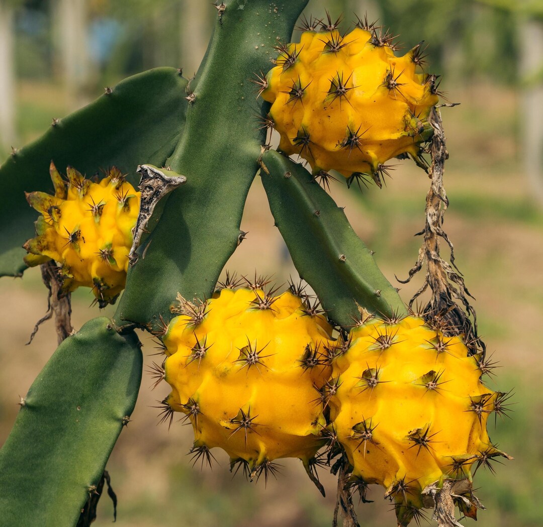Yellow Dragon Fruit, Hylocereus Megalanthus, Belle of the Night, Flor ...