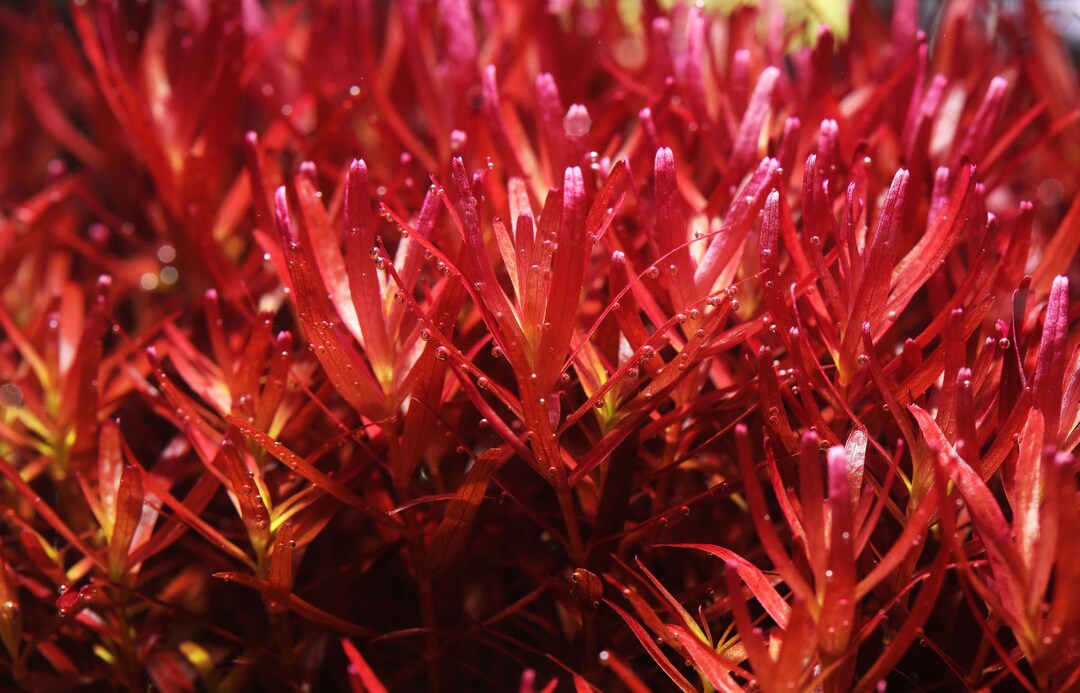 Rotala Indica or Rotala Rotundifolia Bunched Freshwater Aquarium ...