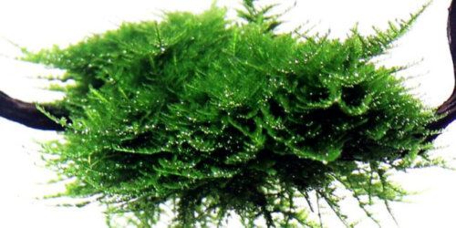 Christmas Moss, Xmas Moss, Vesicularia Dubyana, Freshwater Aquarium ...