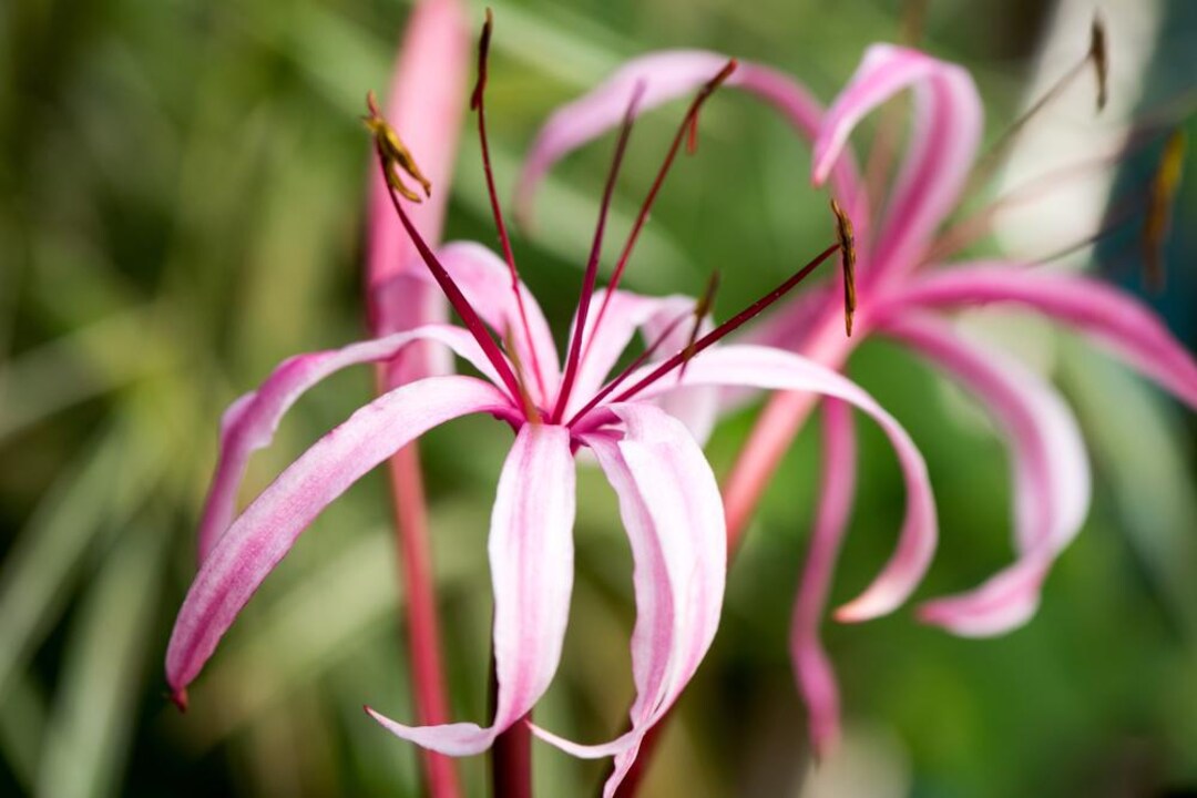 Southern Swamp Lily, Red Bog Lily, Bog Plant, String Lily, Swamp Lily ...