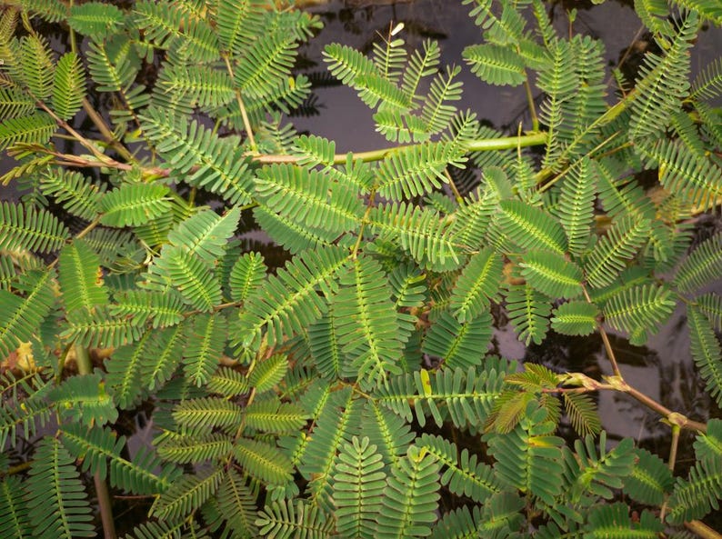 Sensitive Plant or Neptunia Aquatica Floating Aquatic Pond Plant (pack ...