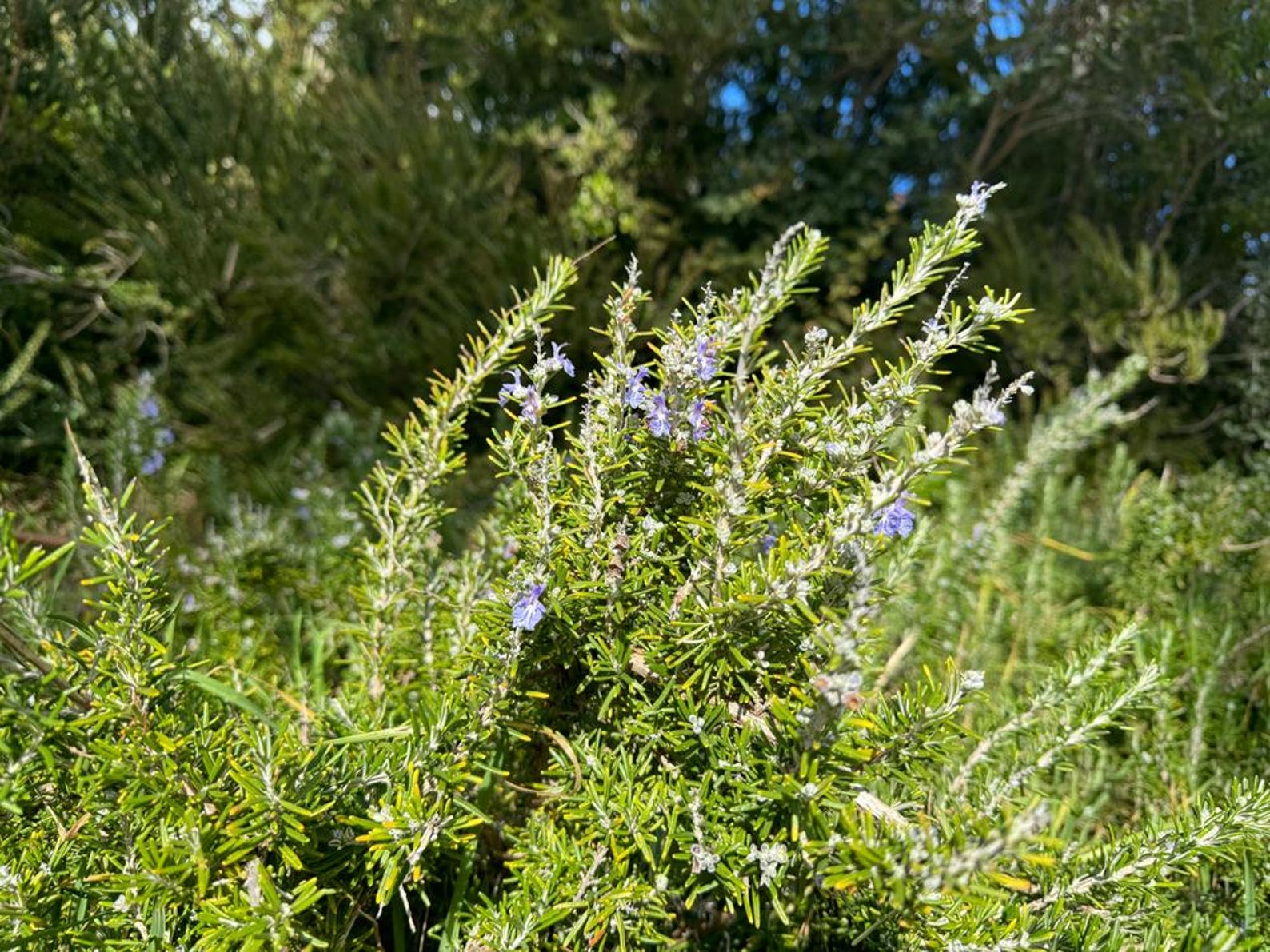 Trailing Rosemary, Rosmarinus Officinalis, Creeping Rosemary, Prostrate ...