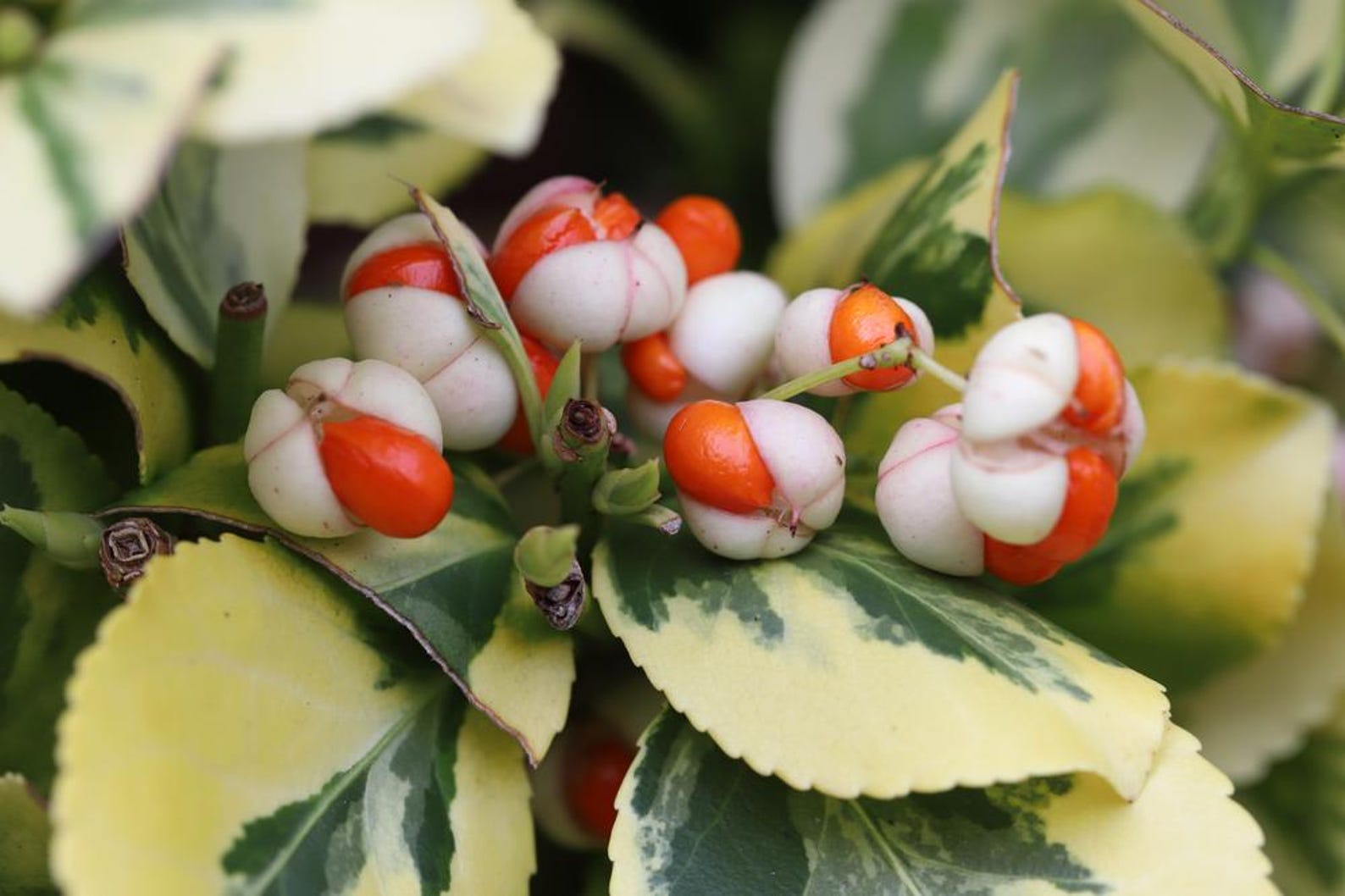 Fortune's Spindle, Euonymus Fortunei, Wintercreeper, Japanese Euonymus ...