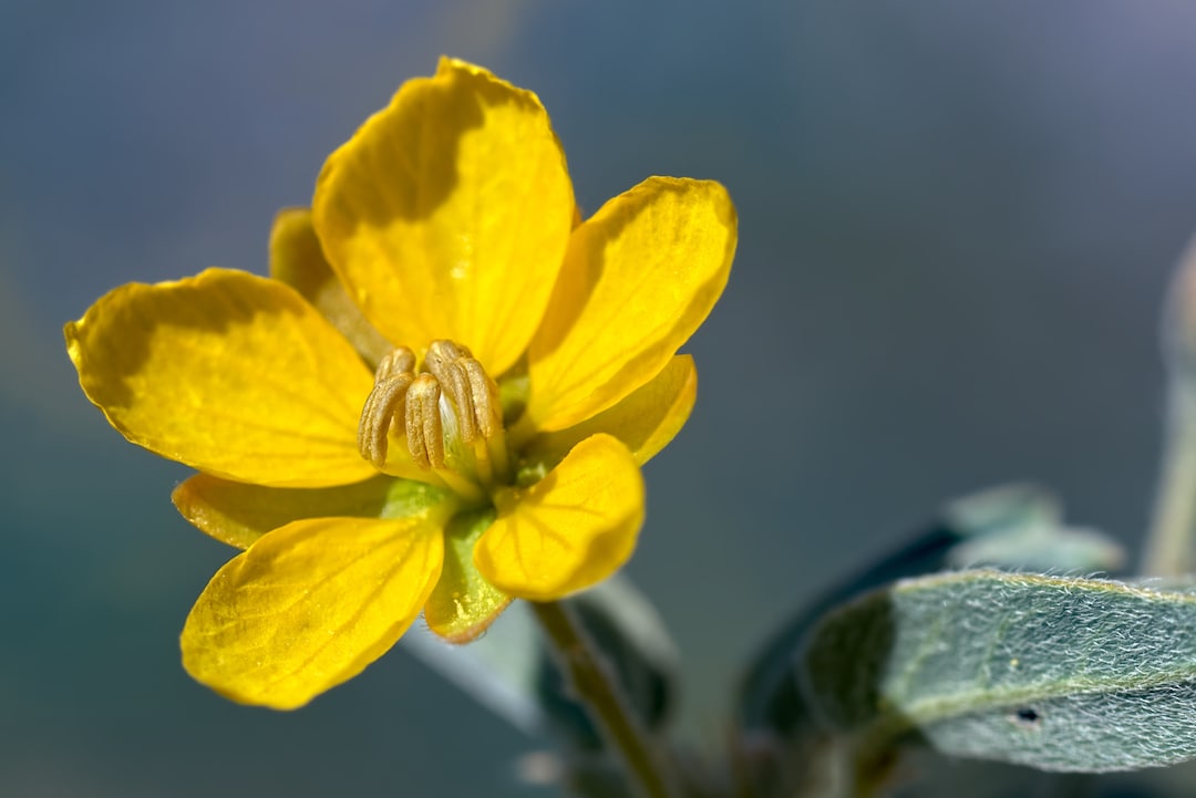Desert Senna, Coues Senna, Rattleweed, Rattlebox, Dais, or Cove Senna ...