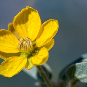 Desert Senna, Coues Senna, Rattleweed, Rattlebox, Dais, or Cove Senna ...