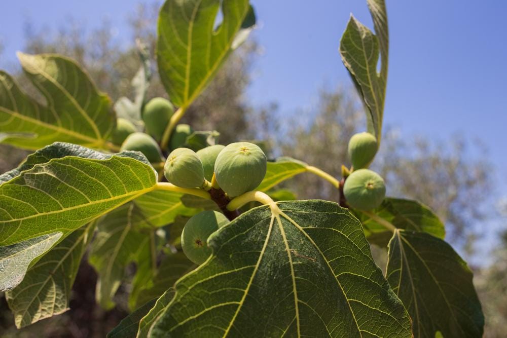 Organic Jancie Seedless White Fig Tree Cuttings for Rooting 6 Stems ...