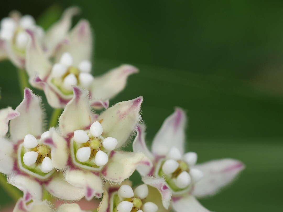 Hartweg's Twinevine, Funastrum Cynanchoides, Funastrum Heterophyllum ...