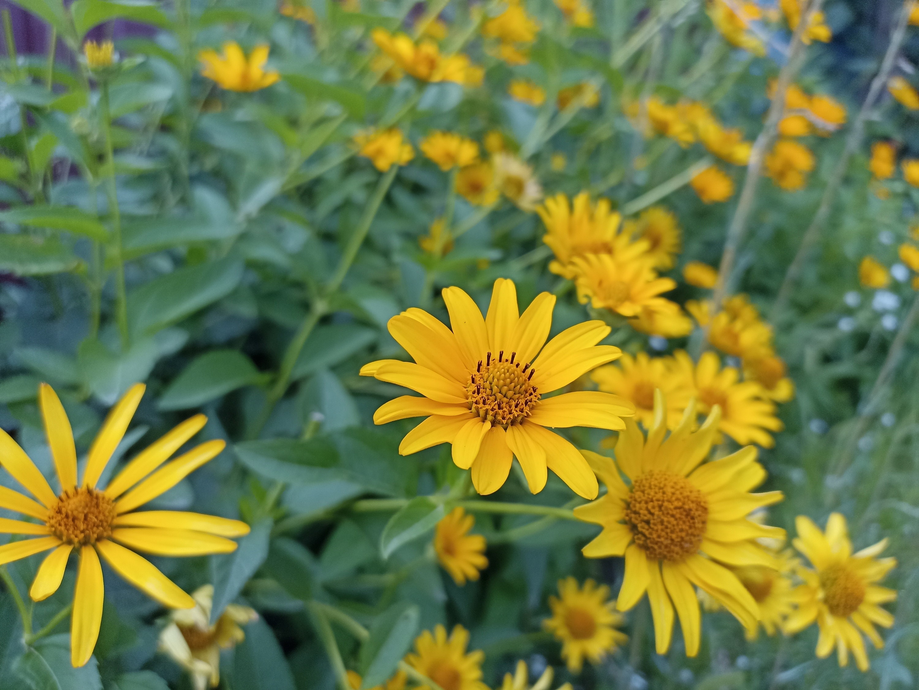 Tithonia Diversifolia Mexican Sunflower Seeds 20 Pack - Etsy