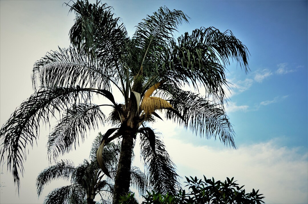 Queen Palm, Syagrus Romanzoffiana, Cocos Palm, Jerivá, Cocos Plumosa ...
