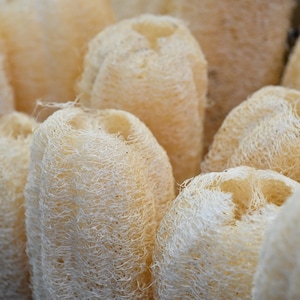 Loofah, Luffa Sponge, Sponge Gourd, Luffa Aegyptiaca 10 Hand-collected ...