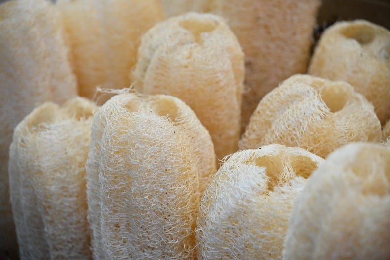 Loofah, Luffa Sponge, Sponge Gourd, Luffa Aegyptiaca 10 Hand-collected ...