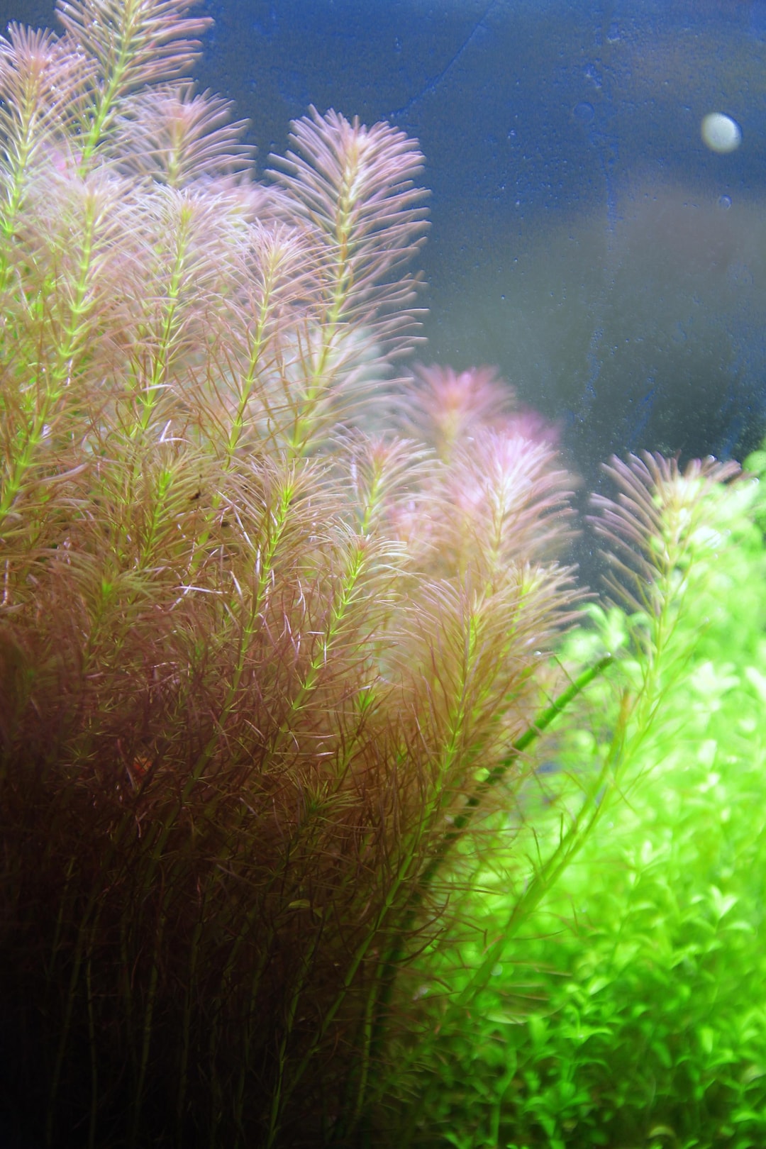 Rotala Wallichii, Whorly Rotala and Red Pinetree Freshwater Aquarium ...