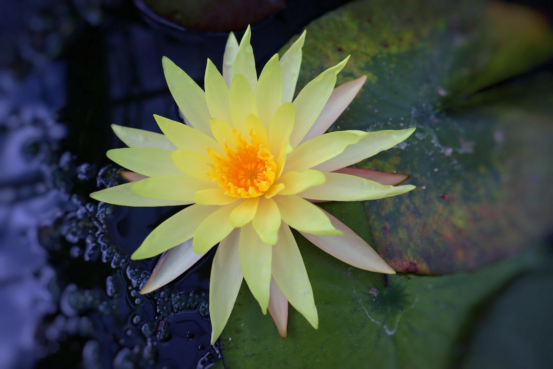 Pin Waree Nymphaea Winter Hardy Water Lily 3 Pack, Pond Plants, Pond ...