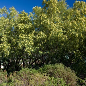 African Sumac Tree, Willow Rhus, Karee or Rhus Lancea (20 Seeds) - Etsy
