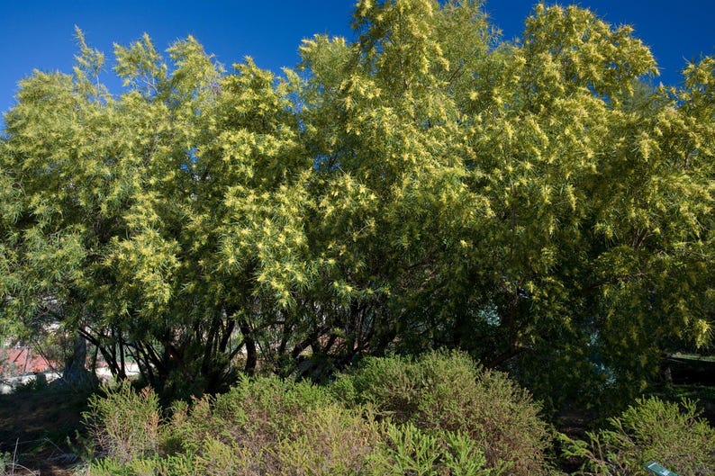African Sumac Tree, Willow Rhus, Karee or Rhus Lancea (20 Seeds) - Etsy