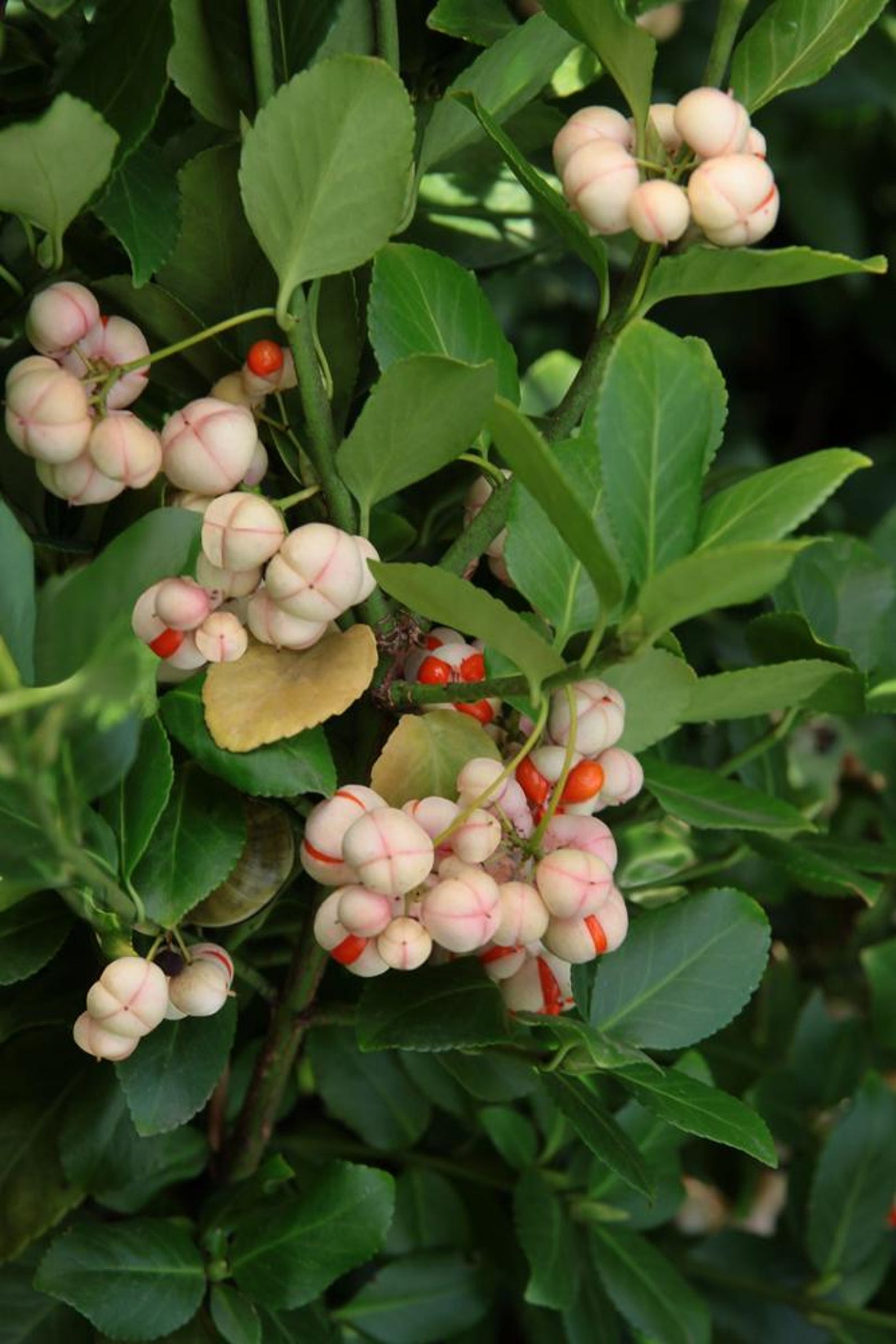 Fortune's Spindle, Euonymus Fortunei, Wintercreeper, Japanese Euonymus ...