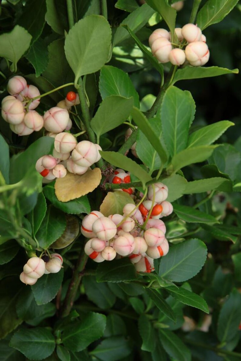 Fortune's Spindle, Euonymus Fortunei, Wintercreeper, Japanese Euonymus ...