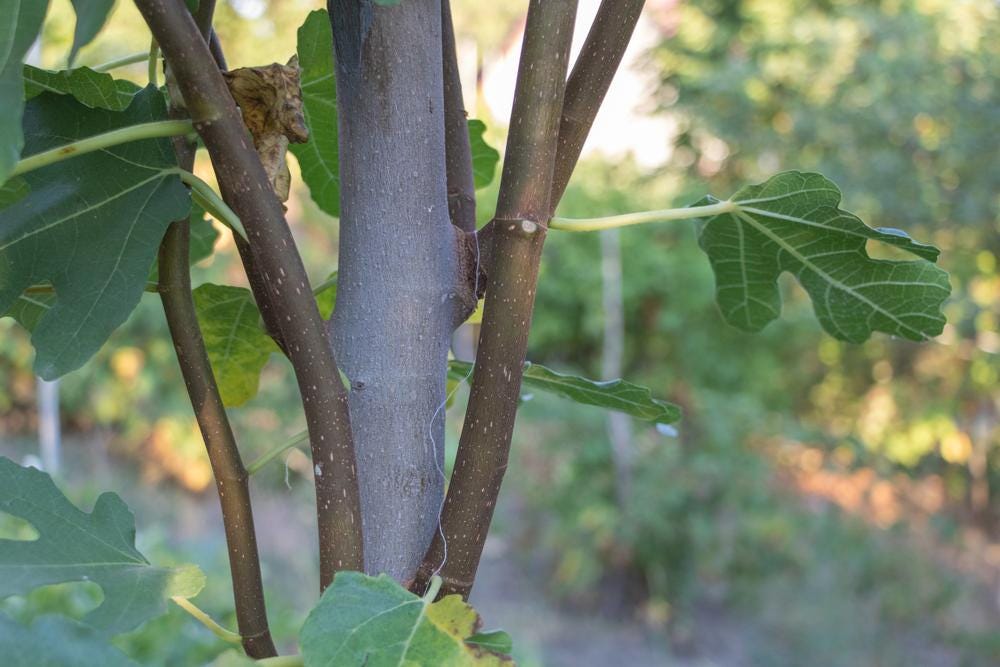 Organic Jancie Seedless White Fig Tree Cuttings for Rooting 6 Stems ...