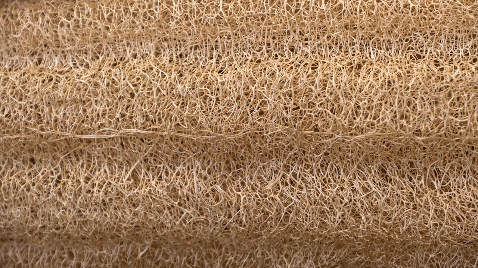 Loofah, Luffa Sponge, Sponge Gourd, Luffa Aegyptiaca 10 Hand-collected ...