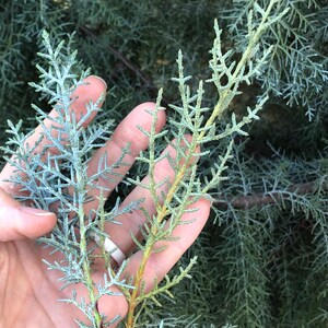 Arizona Cypress Cupressus Arizonica Var. Glabra 'blue Ice' 20 Seeds ...