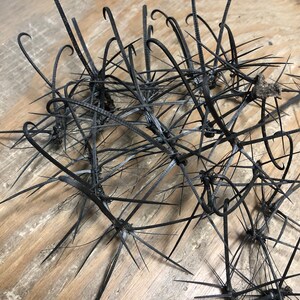Desert Barrel, Fish Hook Cactus, Barrel Cactus Thorn Clusters, Natural ...
