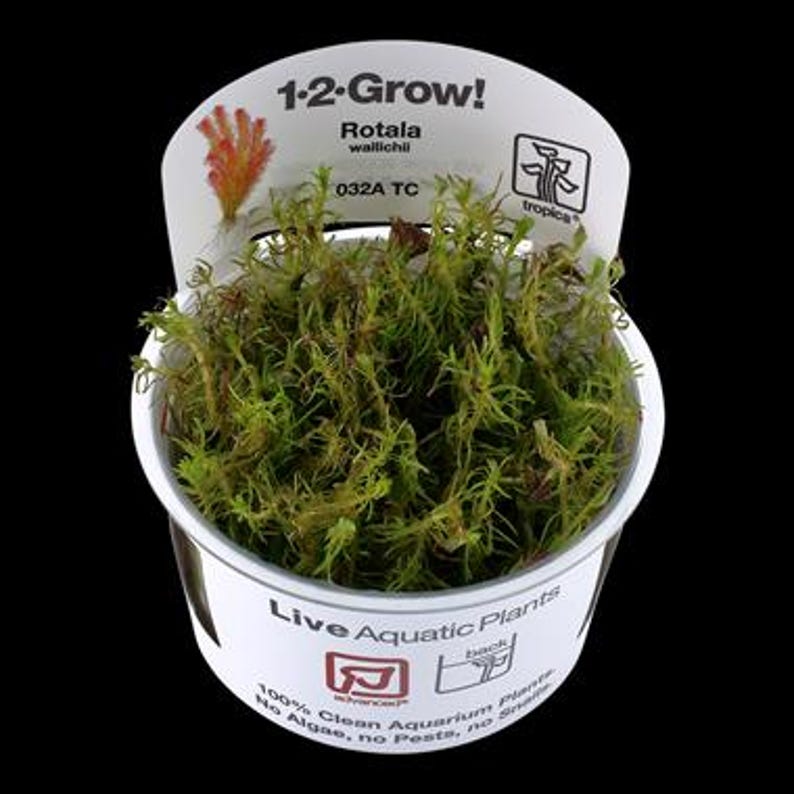 Rotala Wallichii, Whorly Rotala and Red Pinetree Freshwater Aquarium ...