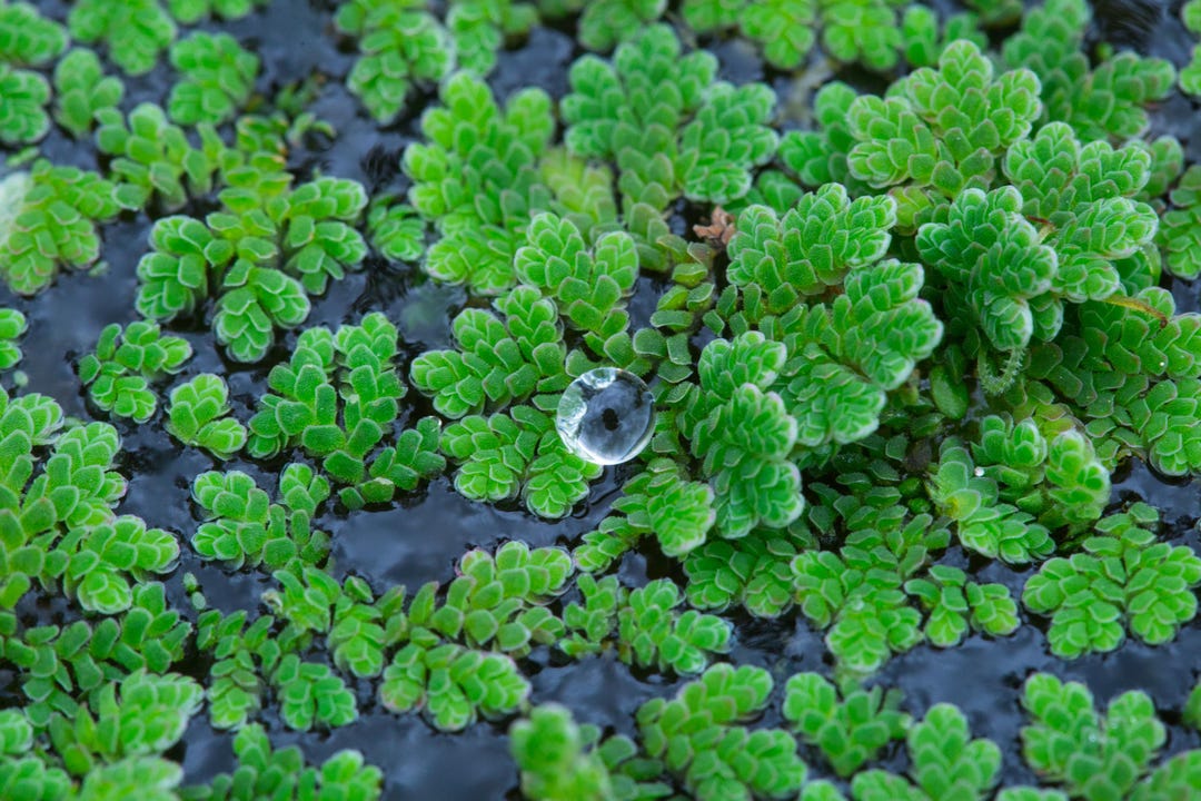 Fairy Moss Azolla or Azolla Caroliniana Floating Aquatic Pond Plant ...