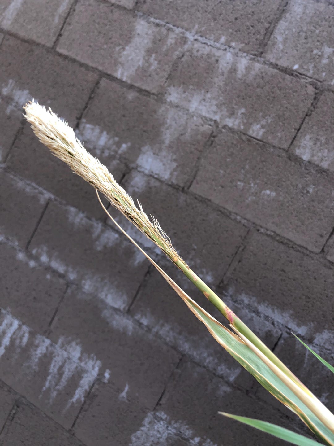 Giant Reed Bloom and Leaves, Arundo Donax, Bamboo Reed, Giant Cane ...