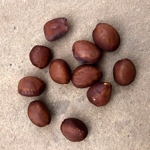 Texas Ebony Tree or Pithecellobium Flexicaule (10 Seeds) - Etsy